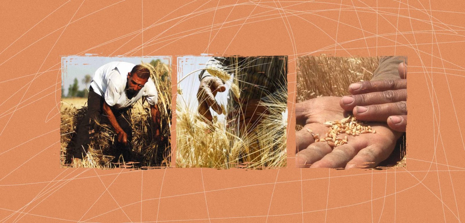 Syria’s Wheat: A Journey from Self-Sufficience to Bread Lines - Raseef22
